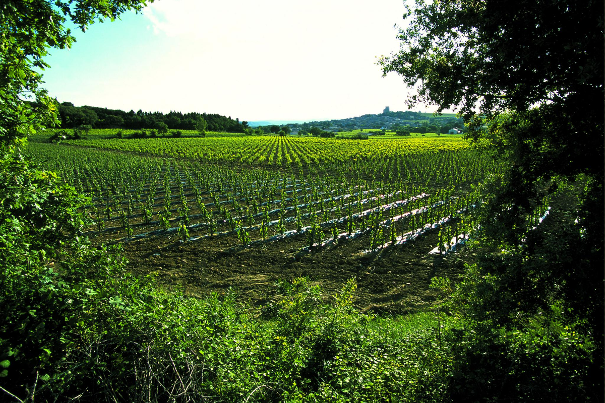 Domaine Duclaux – Maison Quiot